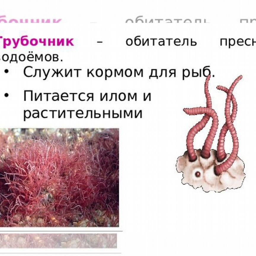 Трубочник изя