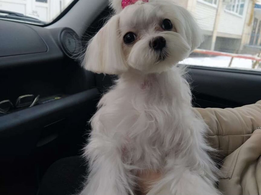 Мальтийская болонка mini ищет друга