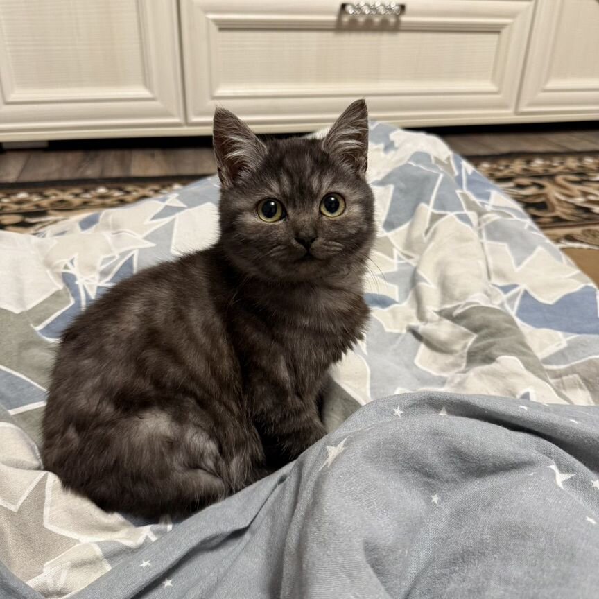 Отдам бесплатно кота