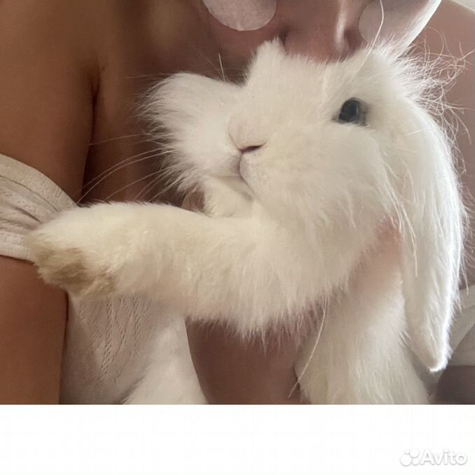Белый кролик в добрые руки