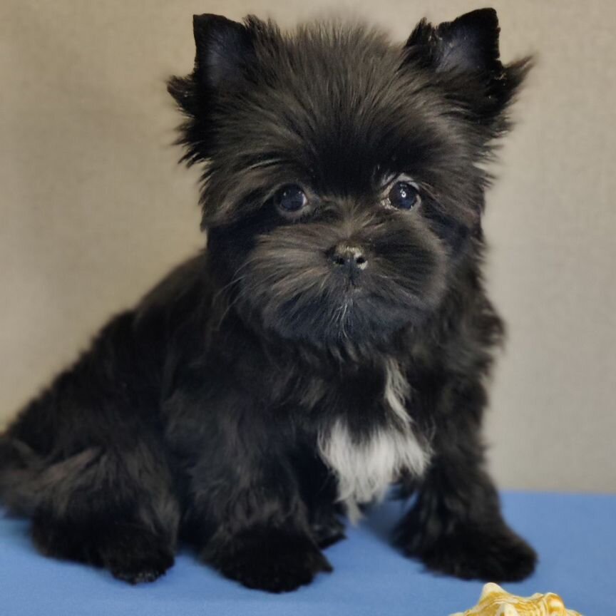 Йоркширский терьер, щенок