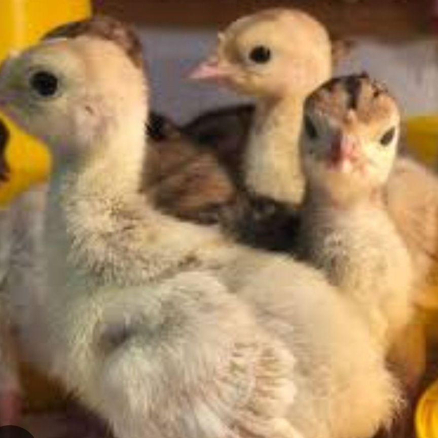 Индюшата домашние