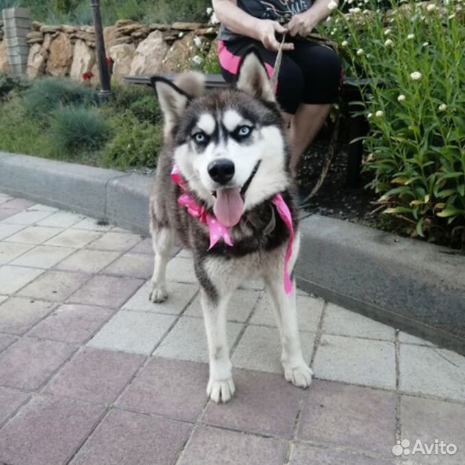 Ищет дом великолепная Собака Линда