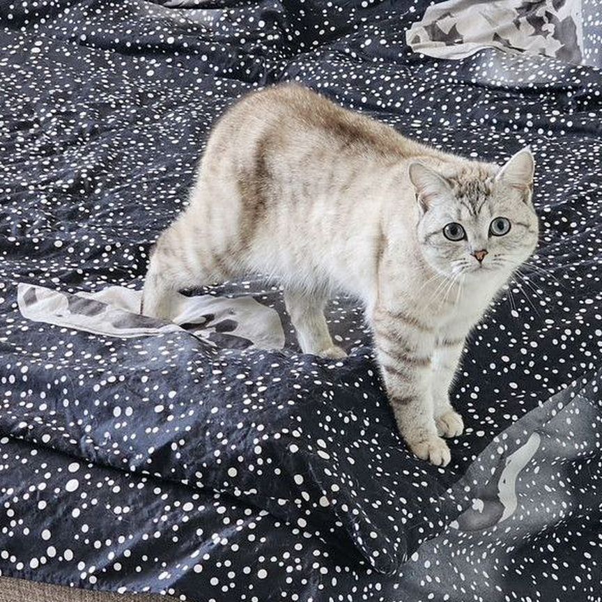 Шотландская прямоухая короткошёрстная, взрослая кошка