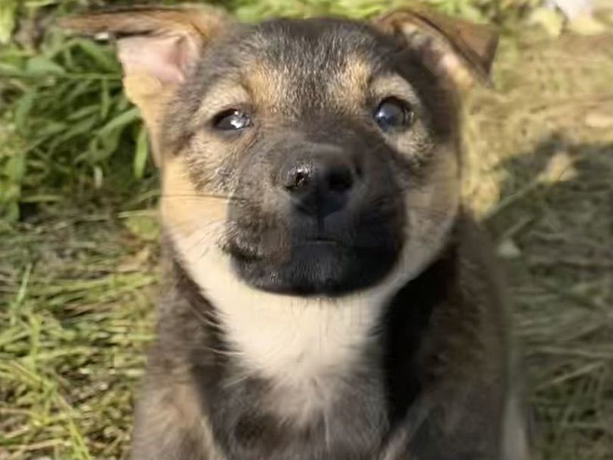 Щеночки звоночки 2 месяца