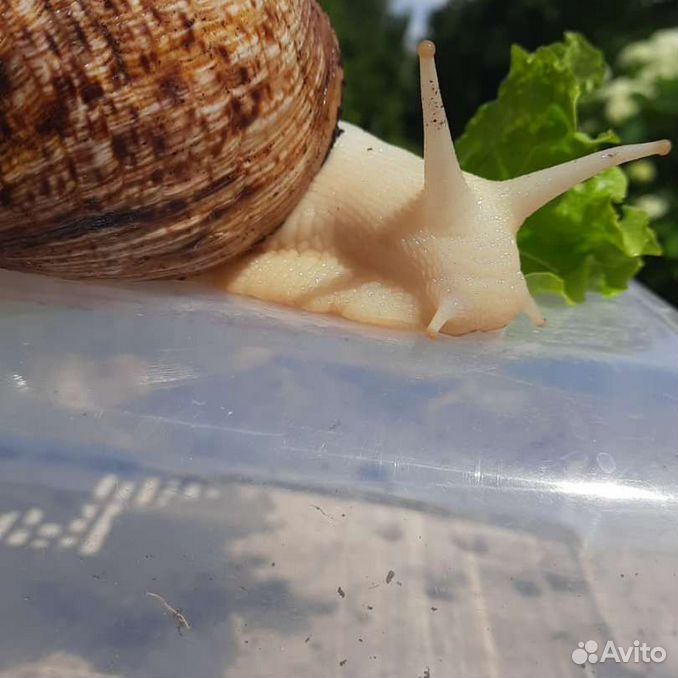 Улитка ахатина