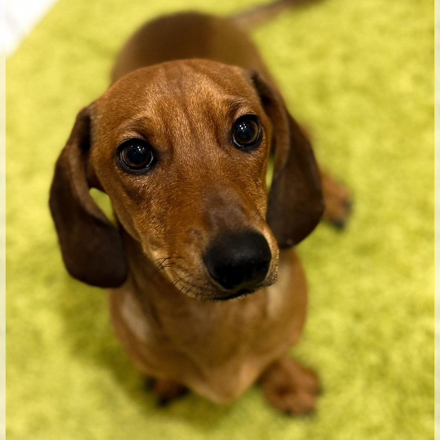 Такса, щенок