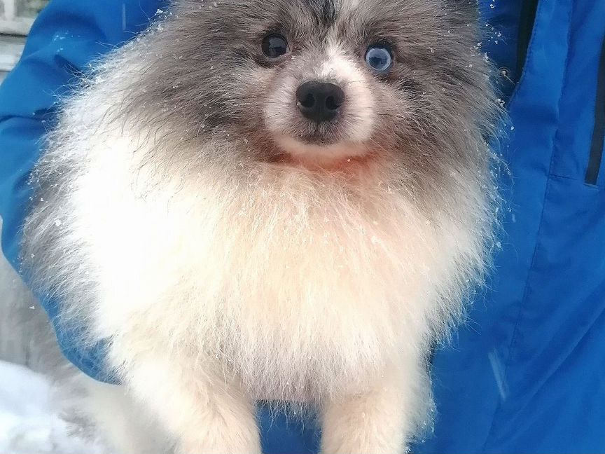 Померанский шпиц мерле