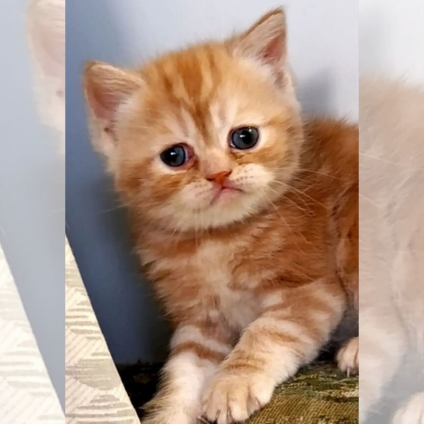 Шотландский прямоухий короткошёрстный котёнок
