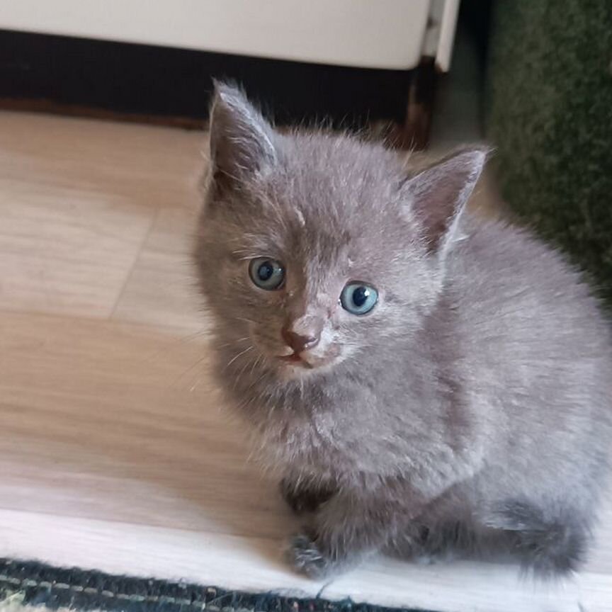 Отдам котят шотланки