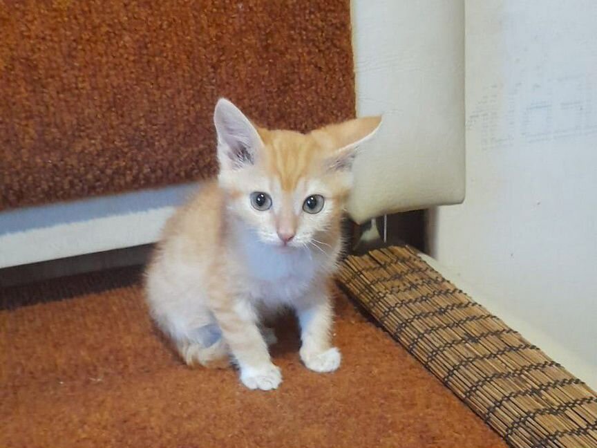 Котик Рома ищет дом