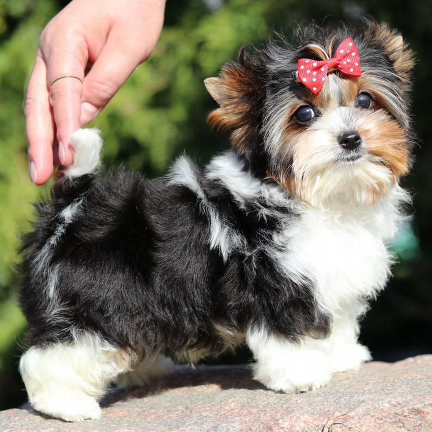 Бивер-йоркширский терьер, щенок