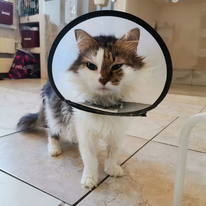 Котик без глазика ищет хозяина