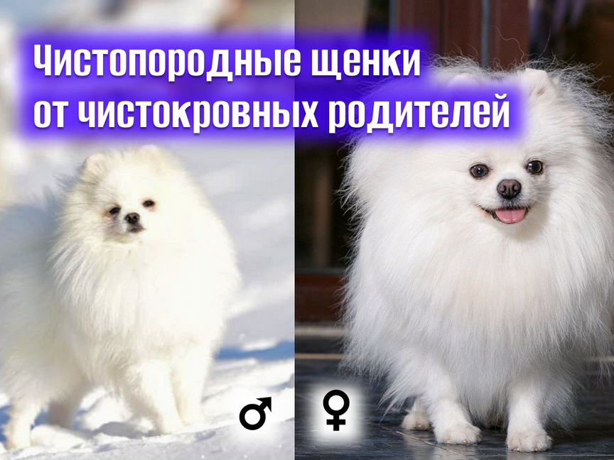 Щенки померанского шпица от питомника РКФ