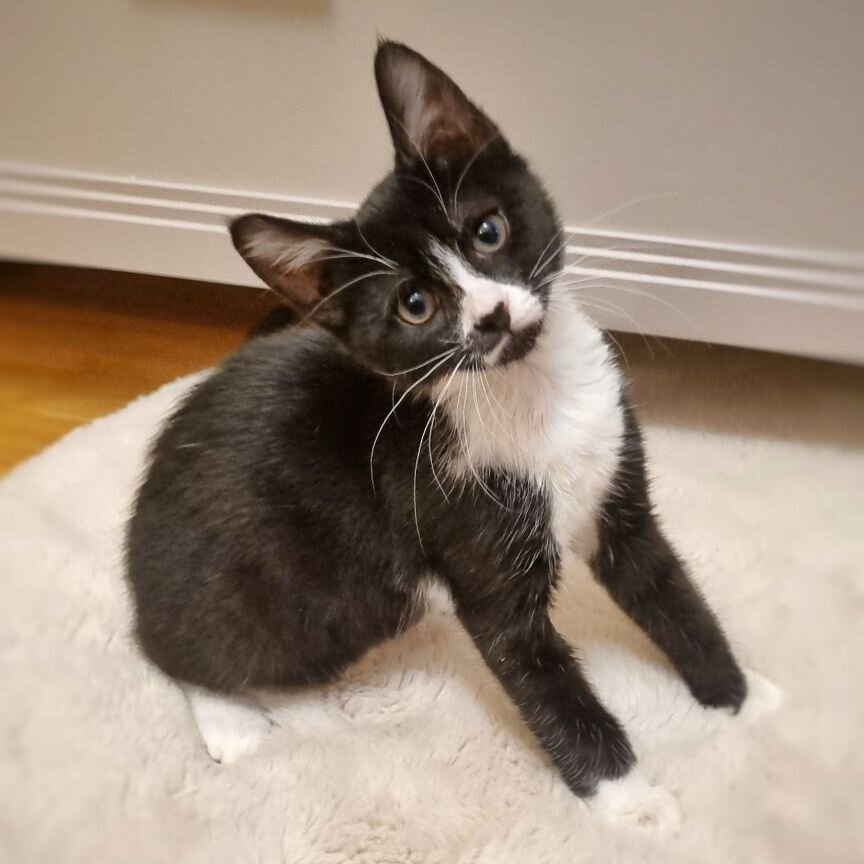 Котенок девочка 3,5 мес