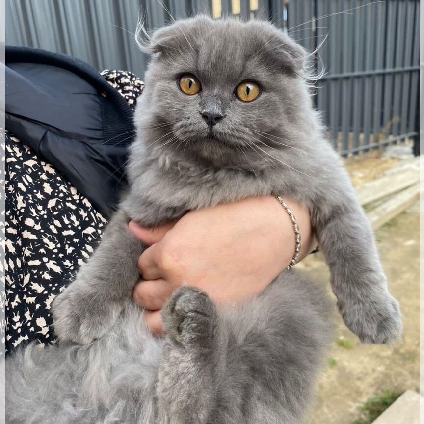 Кошка, очень красивая