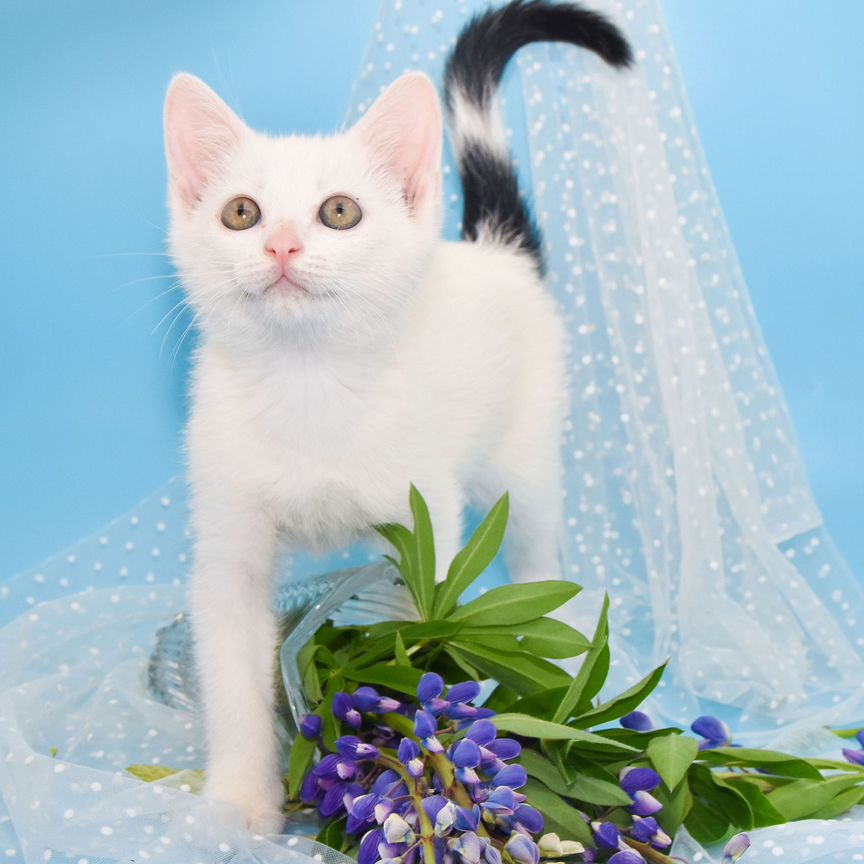 Котёнок в добрые руки
