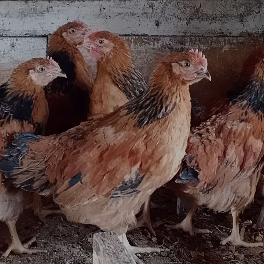 Кучинская юбилейная куры порода