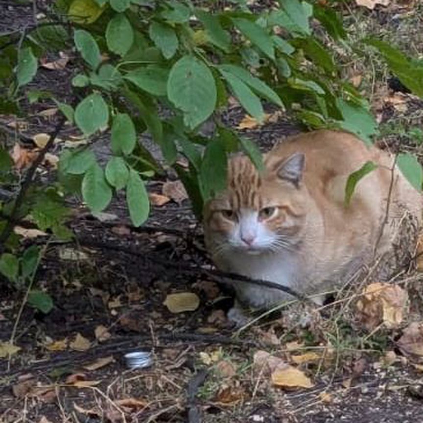 Молодой котишка в беде