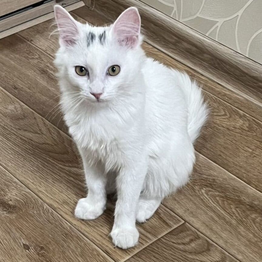 Турецкая ангора котёнок