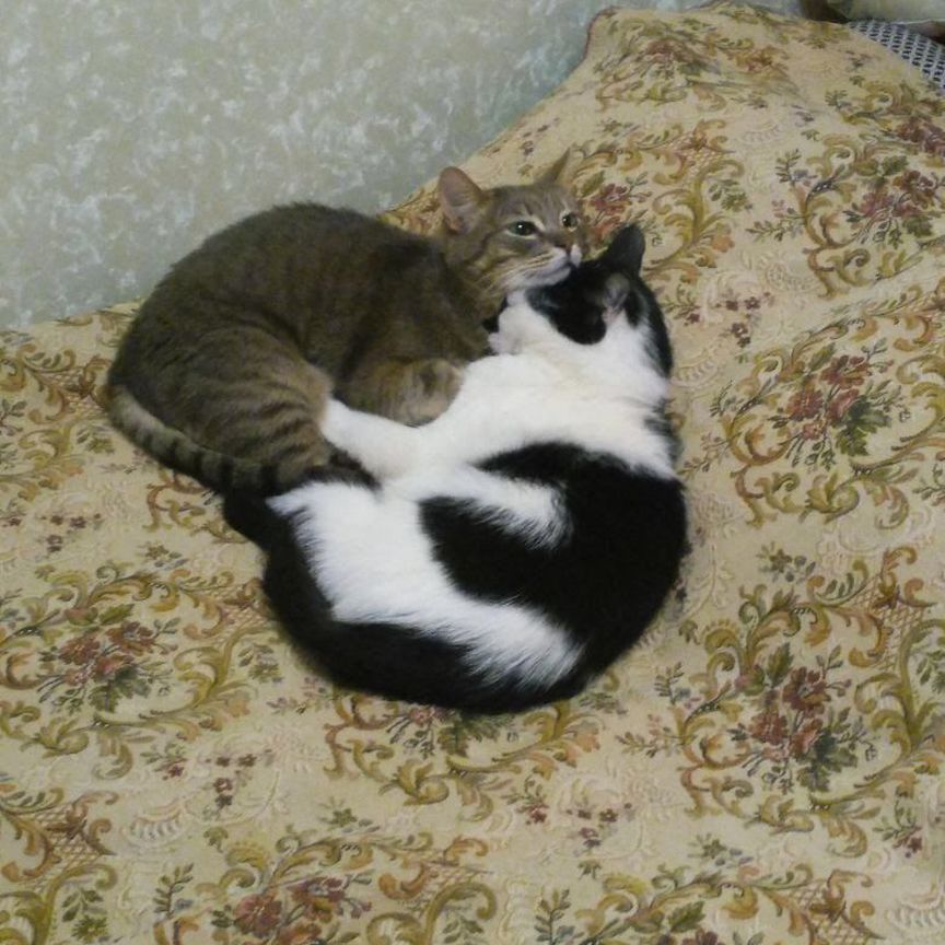 Отдам в добрые руки котов