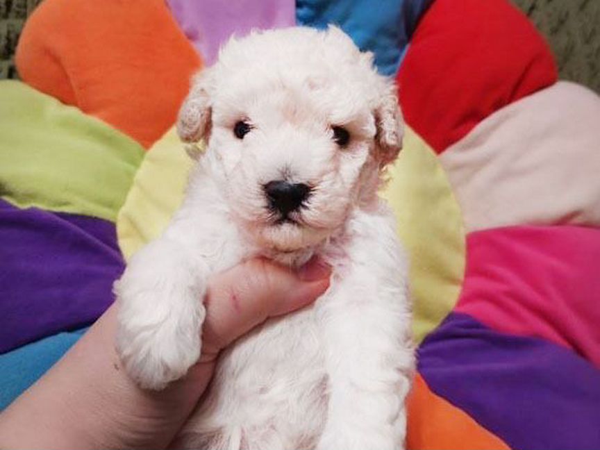 Той пудель - белый малыш, 2 мес