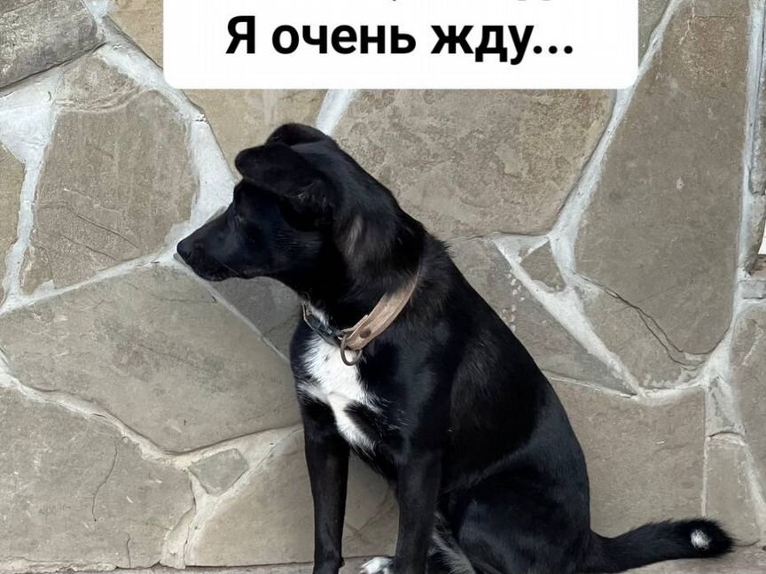 Собачка молодая ласковая 1.5 года