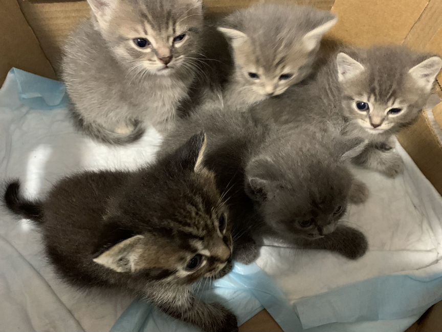 Британские котята