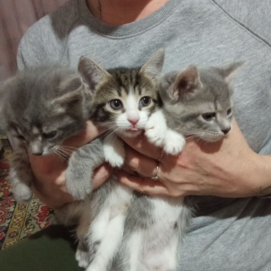 Котята отдам в добрые руки бесплатно. Все девочки