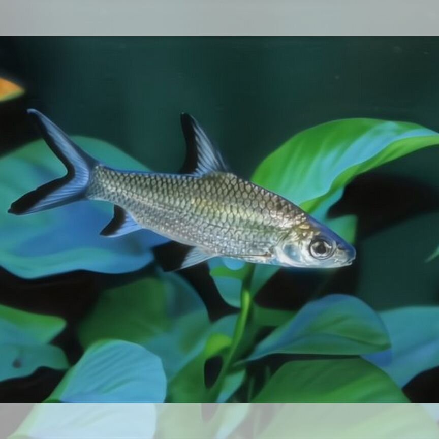 Акулий балу