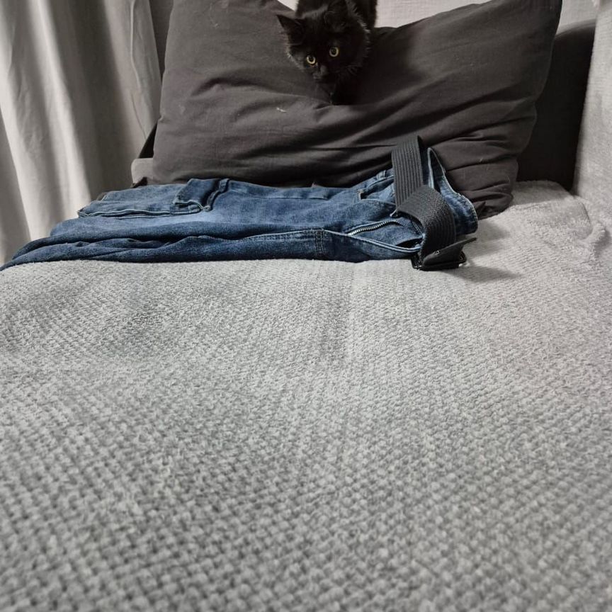 Отдам кошку в хорошие руки. Майкун