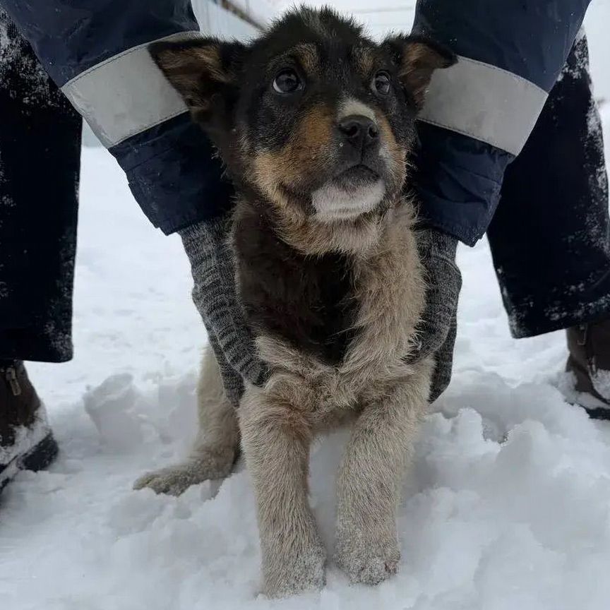 Щенок в добрые руки