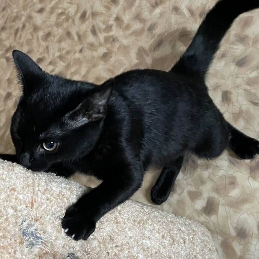 Шотландский прямоухий короткошёрстный котёнок