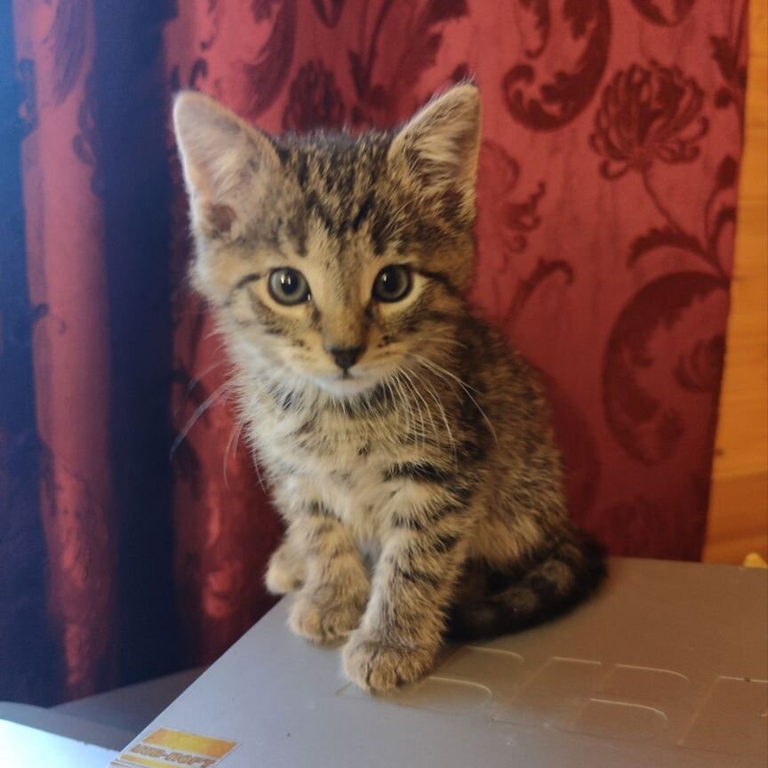 Котенок усатый полосатый в мягкой шубке