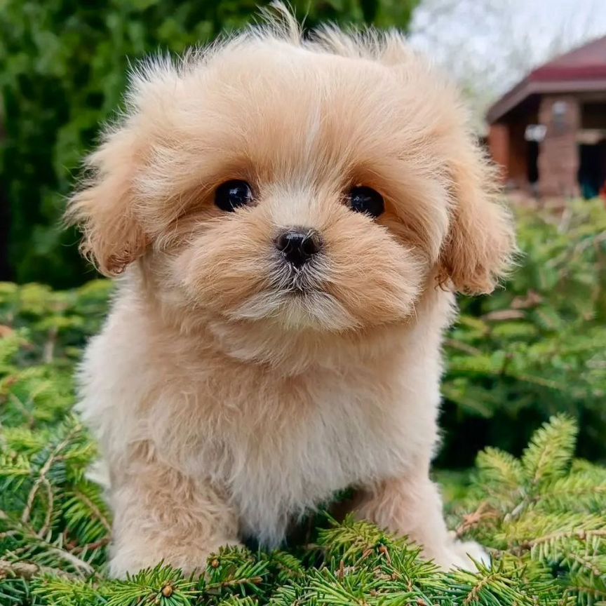 Мальтипу, щенок