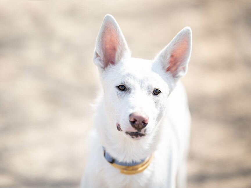 Собака в добрые руки