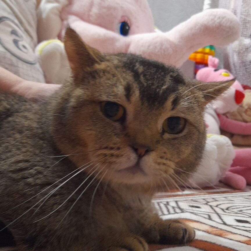 Котик манчкин