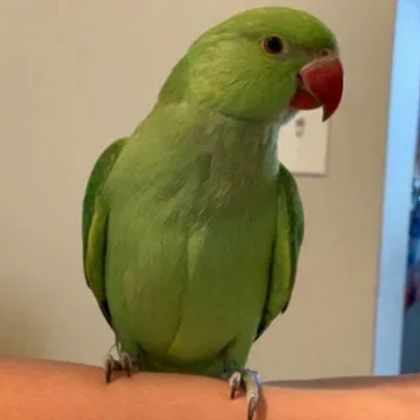 Попугай ожереловый полностью ручной
