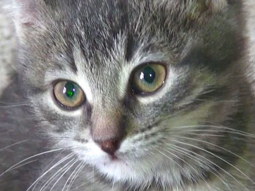 Котёнок очень ласковая нежная кошечка
