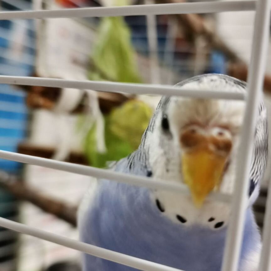 Волнистый попугай с клеткой