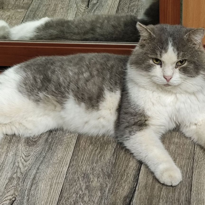 Кот в хорошие руки