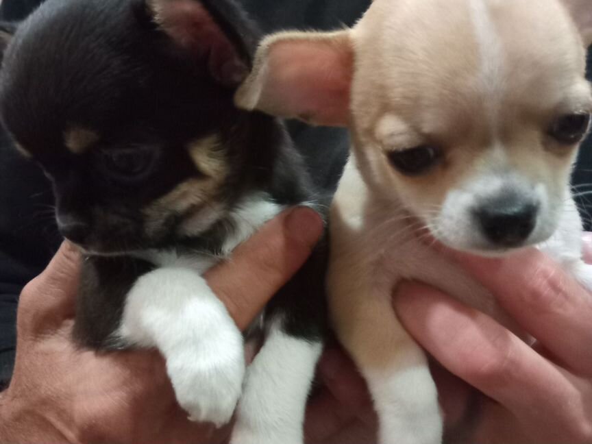 Щенята чихуахуа