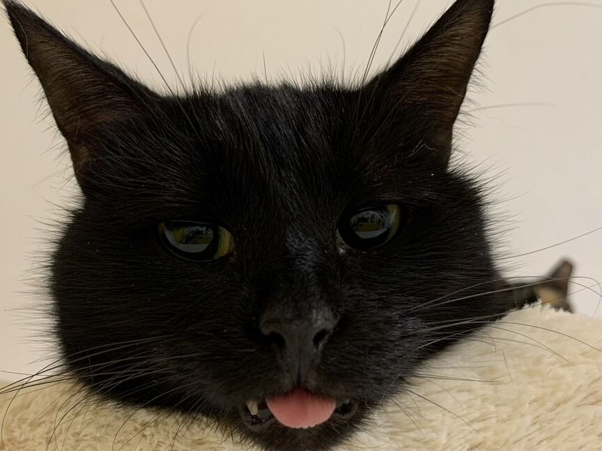 Кошечка Ульяна