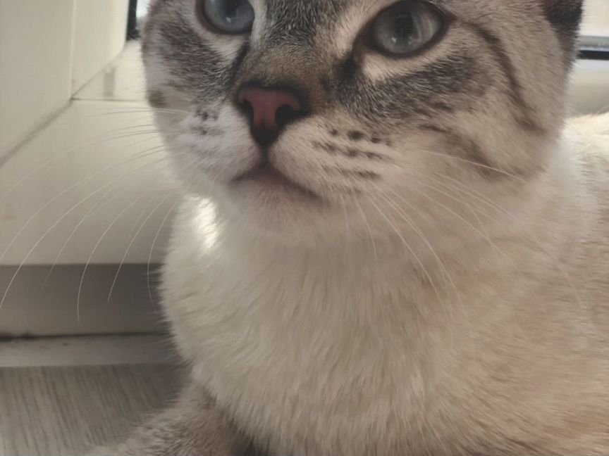 Связка бобтейл