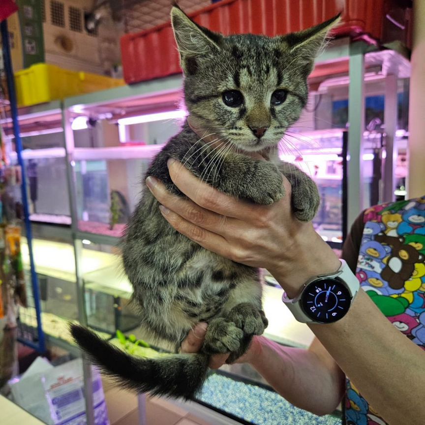 Котята девочки