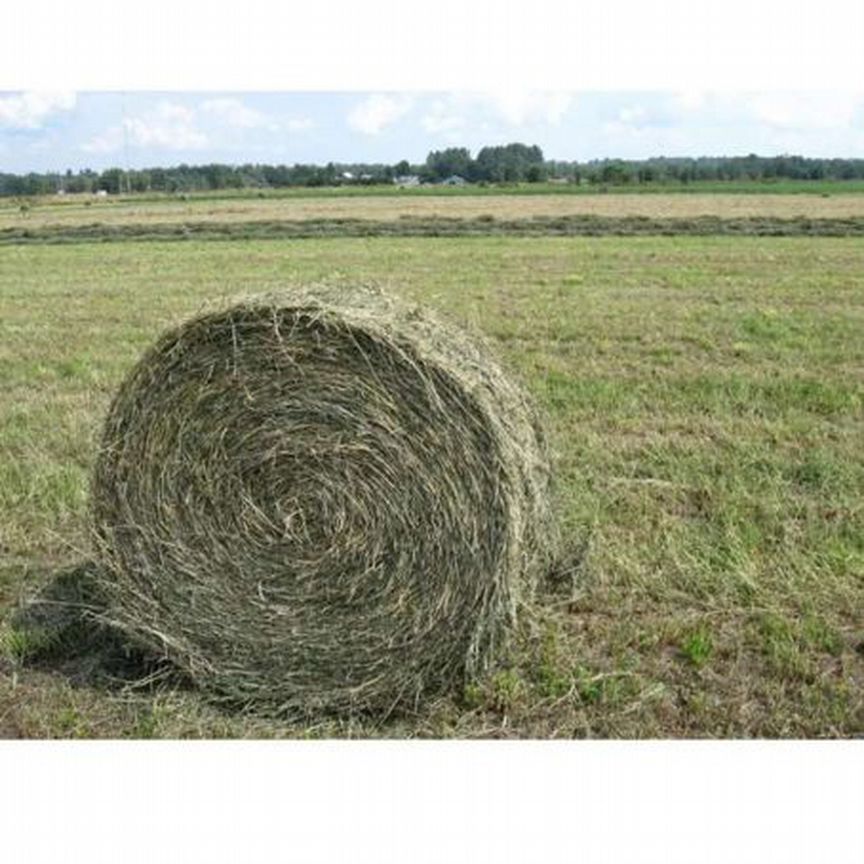 Сено луговое в тюках - 110