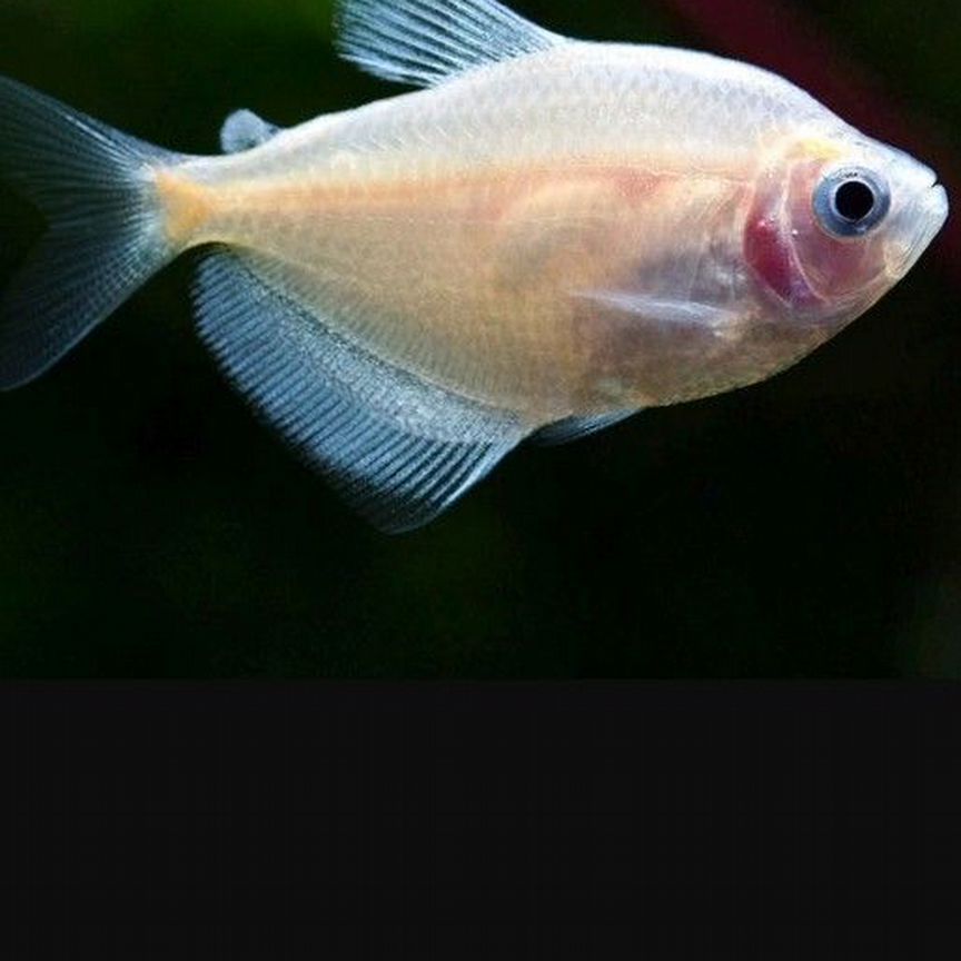 Тернеция в добрые руки