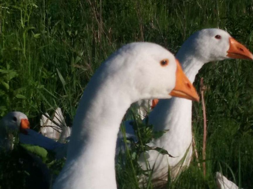 Гуси линда, утка