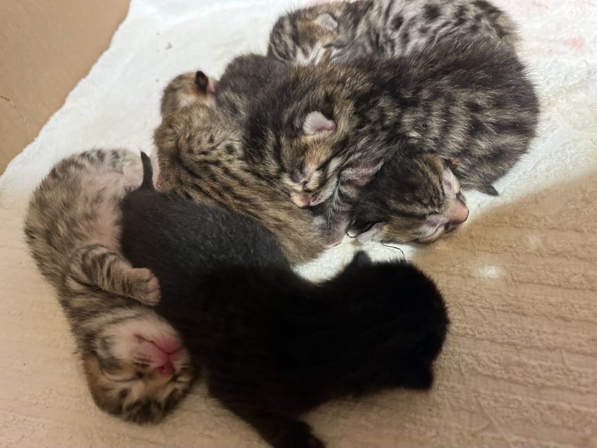 Бенгальские котята