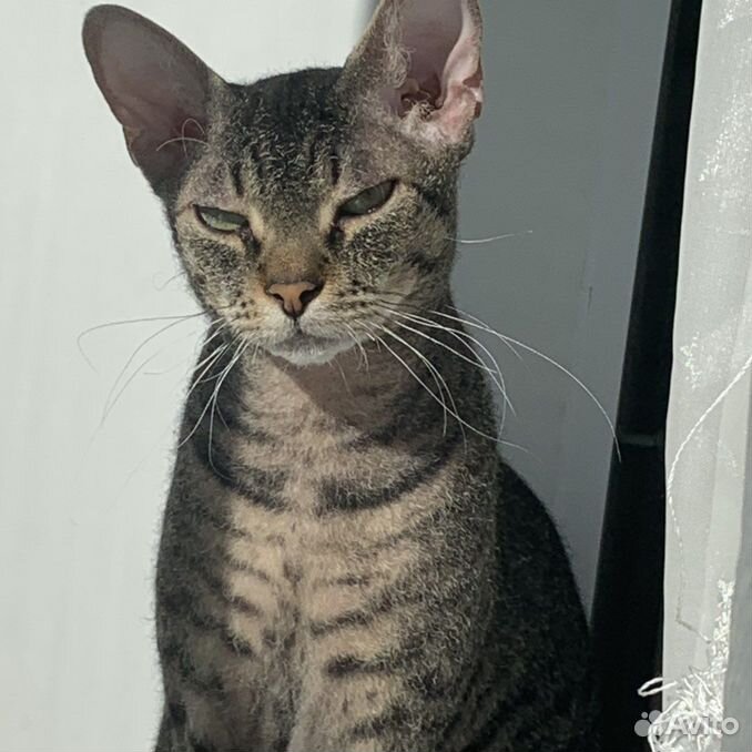 Вязка сфинкс браш